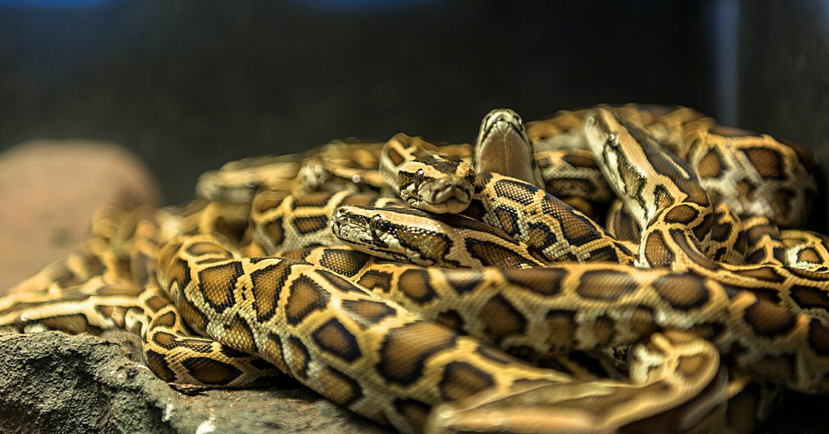 Record: 11 pythons found entangled in 'mating balls' in southwest Florida | ADN América